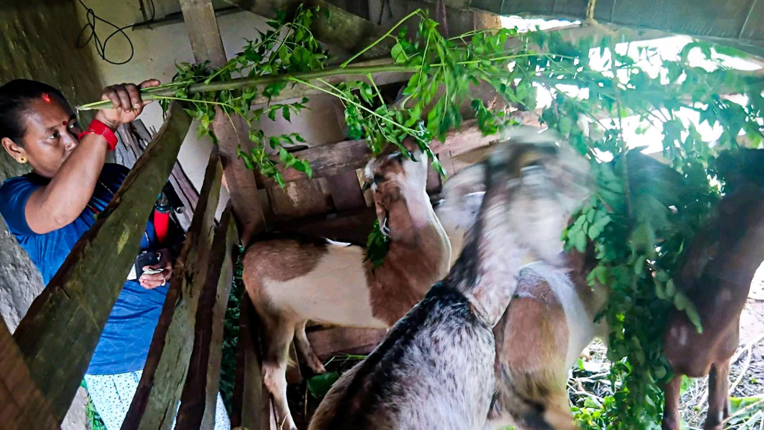 Dilmaya Embraces Abundance In Her Farm! – Captivating International